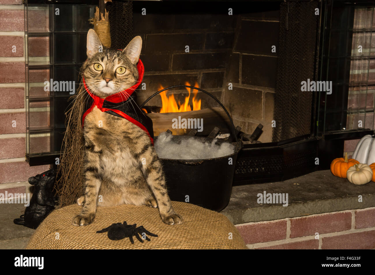 A cute vampire cat Stock Photo - Alamy