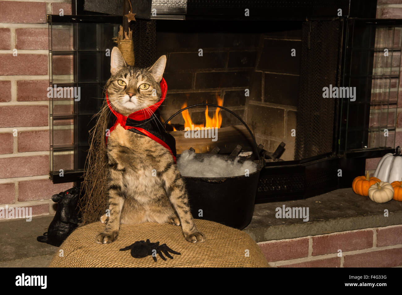 A cute vampire cat Stock Photo - Alamy