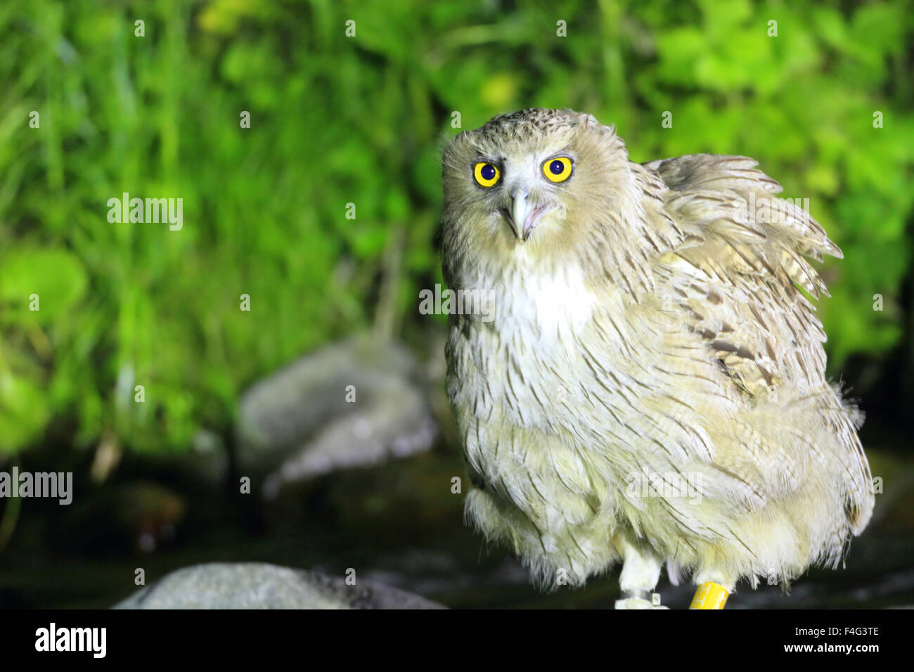 Blakiston's Fish Owl (Bubo blakistoni) in Japan Stock Photo - Alamy