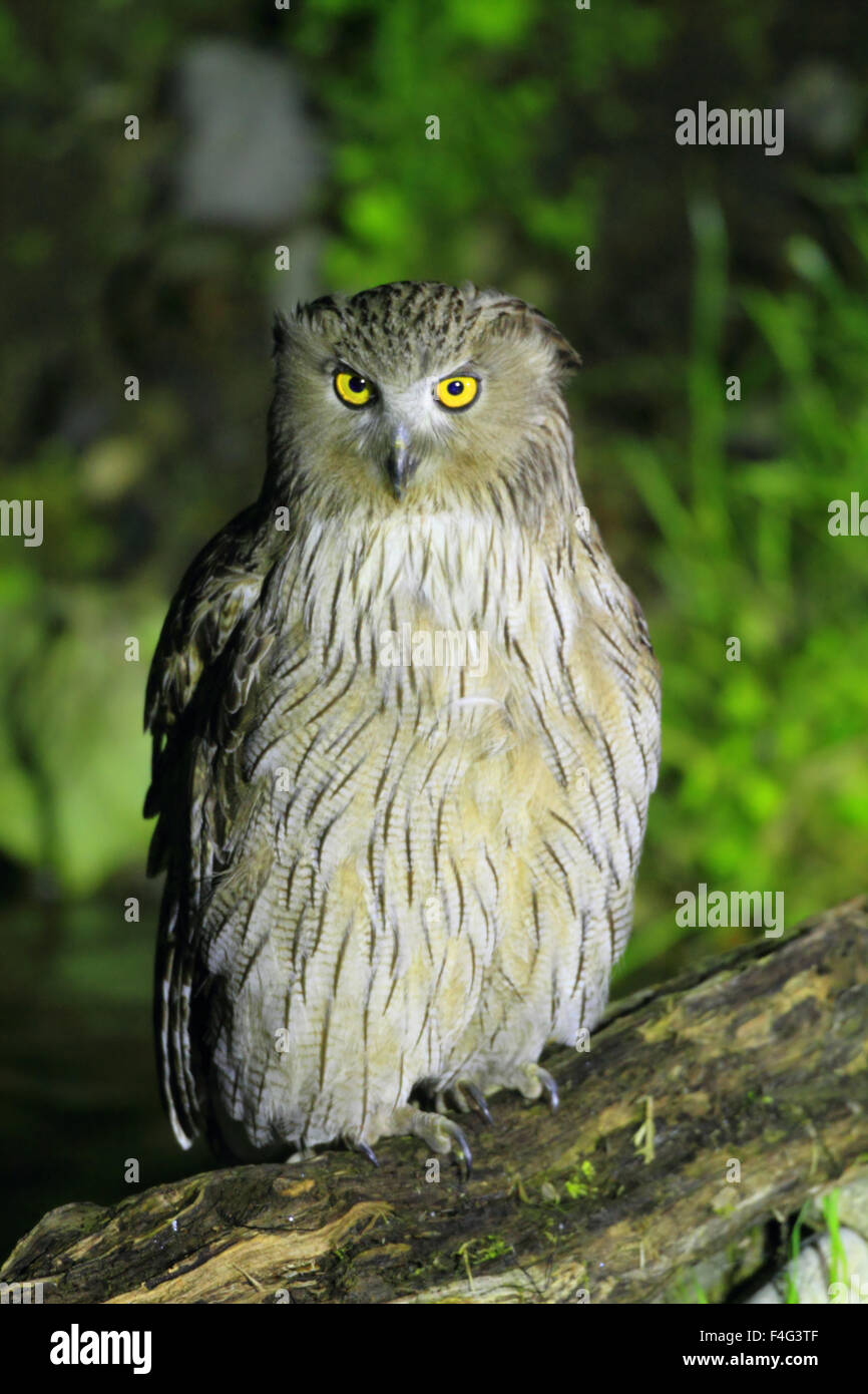 Blakiston's Fish Owl (Bubo blakistoni) in Japan Stock Photo - Alamy