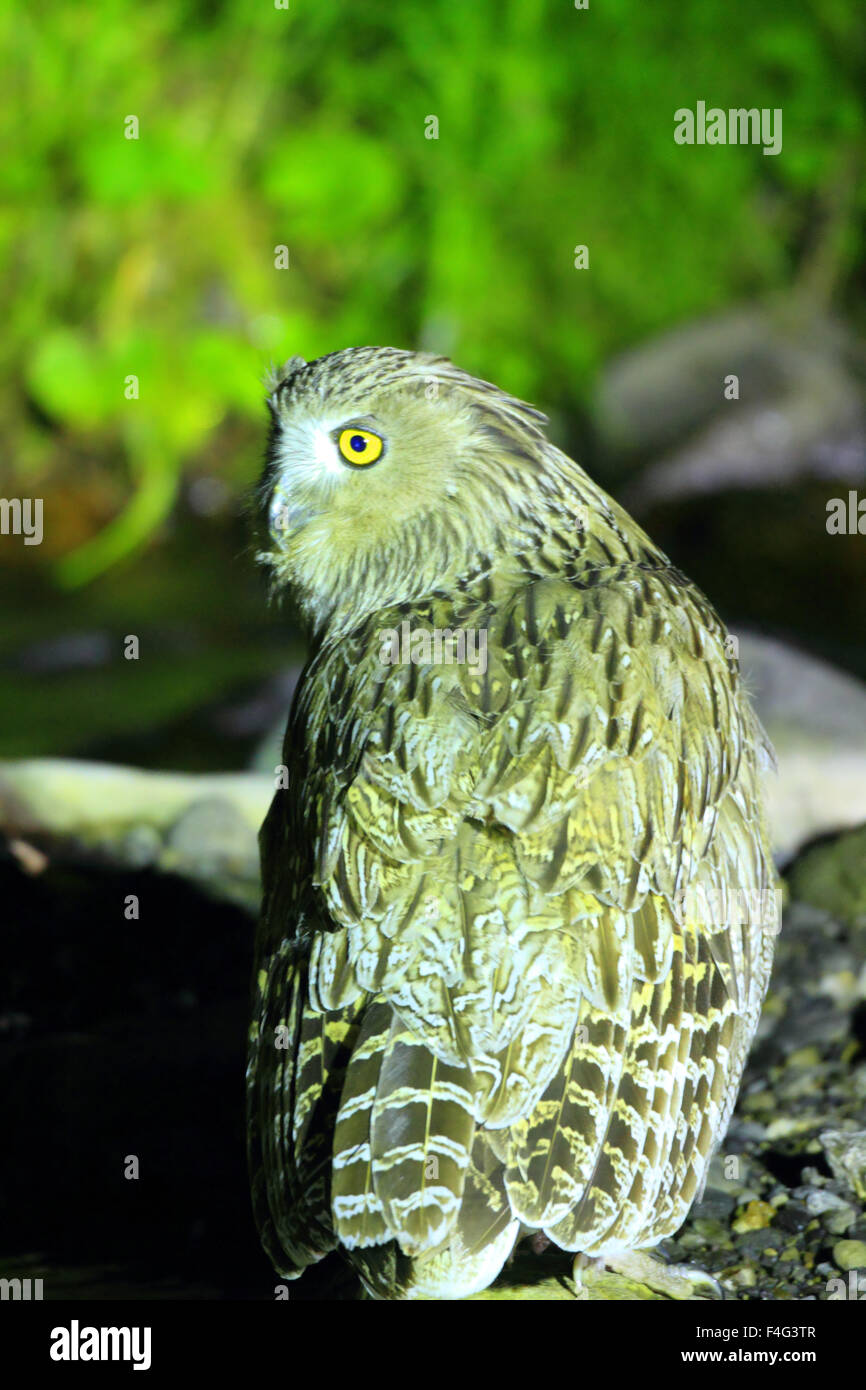 Blakiston's Fish Owl (Bubo blakistoni) in Japan Stock Photo - Alamy