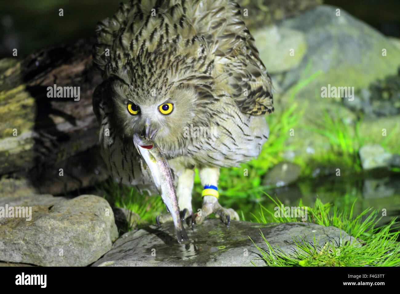 Blakiston's Fish Owl (Bubo blakistoni) in Japan Stock Photo - Alamy