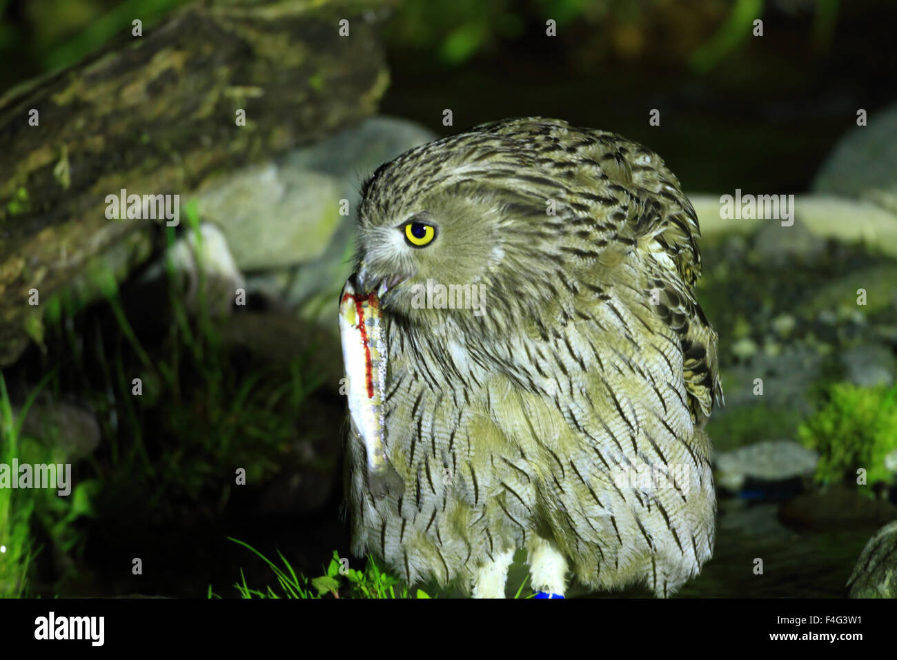 Blakiston's Fish Owl (Bubo blakistoni) in Japan Stock Photo - Alamy