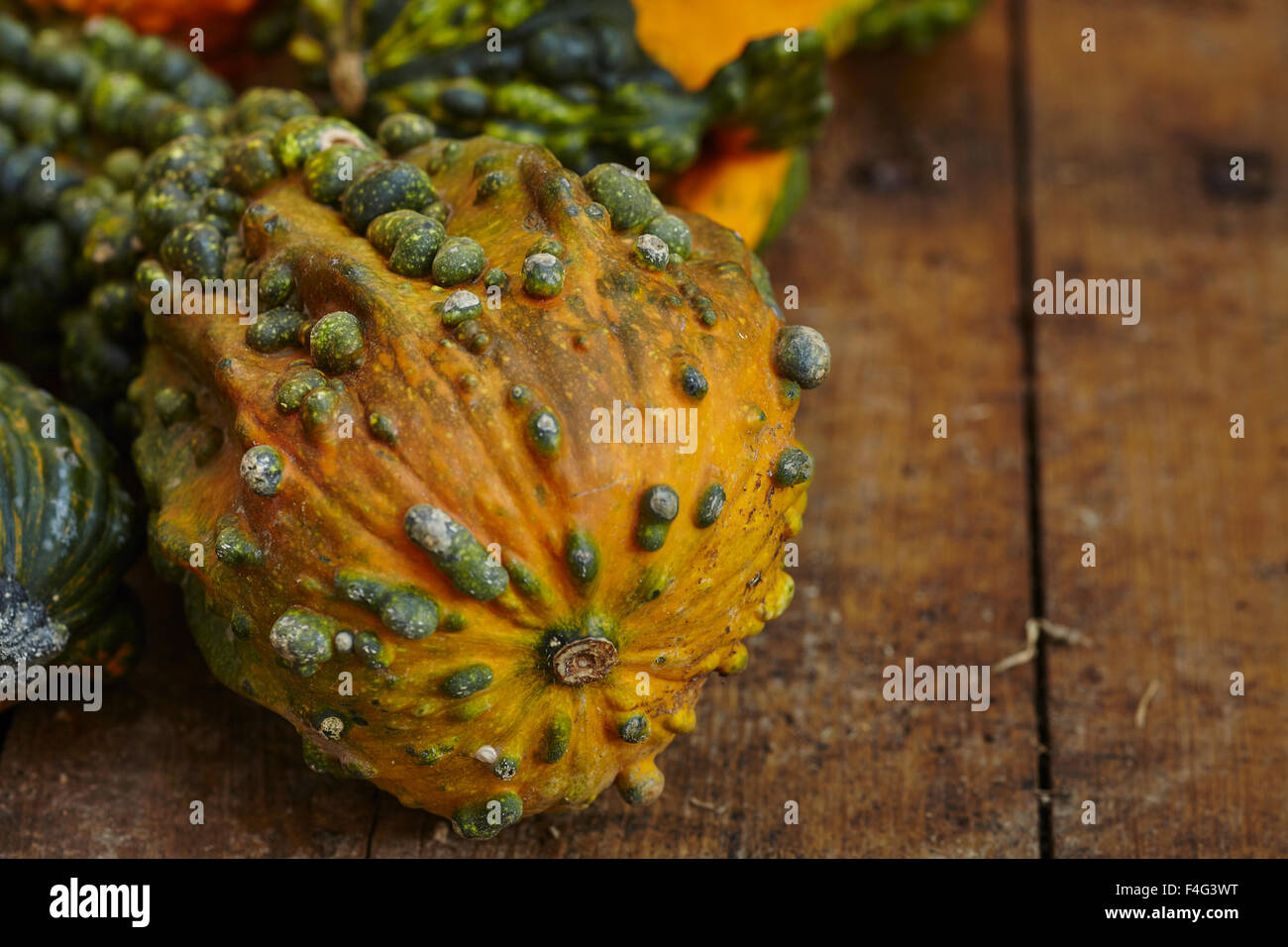 Autumn harvest holiday gourds Stock Photo - Alamy