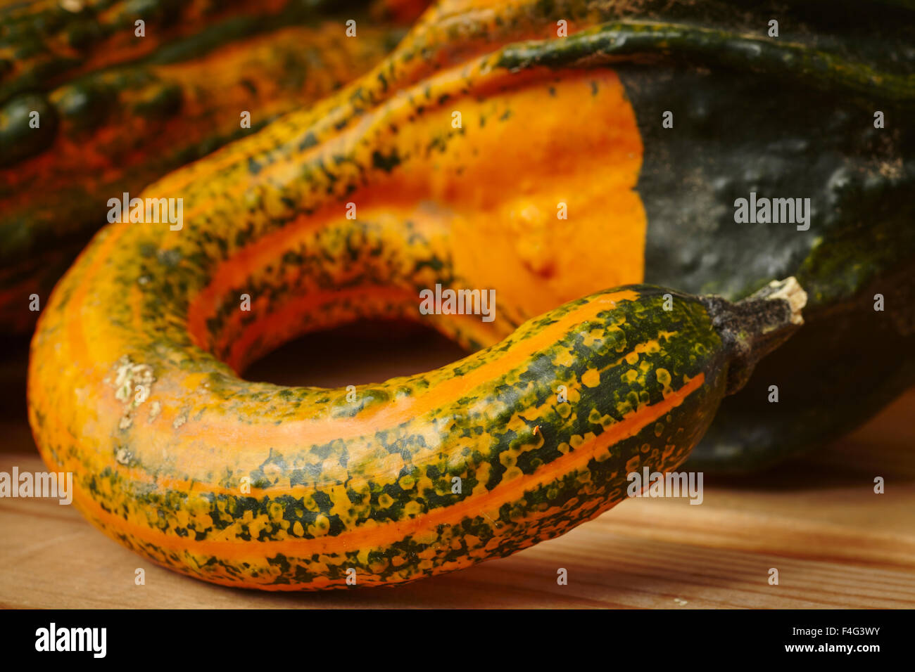 Autumn harvest holiday gourds Stock Photo - Alamy