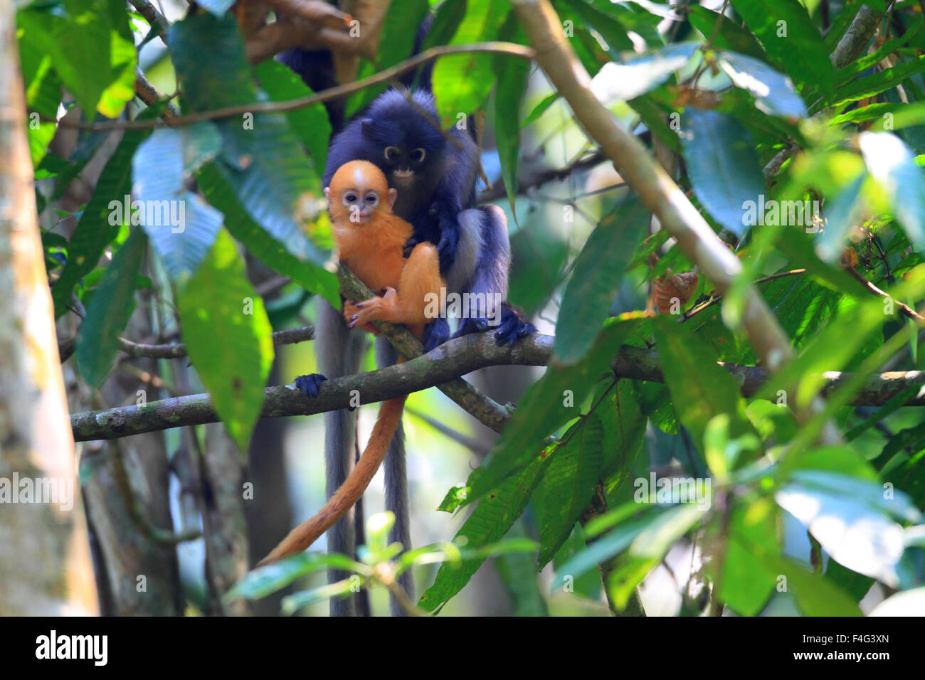 Dusky Langur or Dusky Leaf Monkey (Trachypithecus obscurus) in Thailand ...