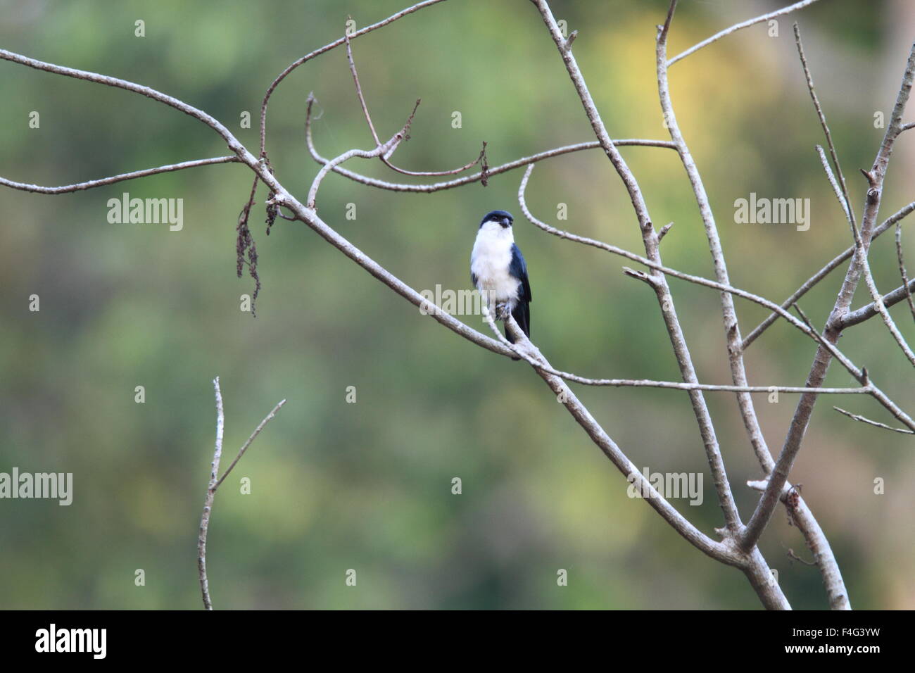 Philippine Falconet (Microhierax erythrogenys) in Philippines Stock ...
