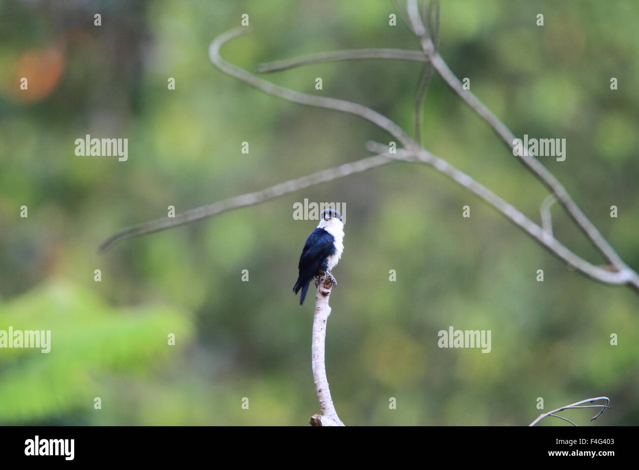 Philippine Falconet (Microhierax erythrogenys) in Philippines Stock ...