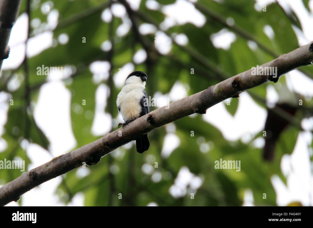 Philippine Falconet (Microhierax erythrogenys) in Philippines Stock ...
