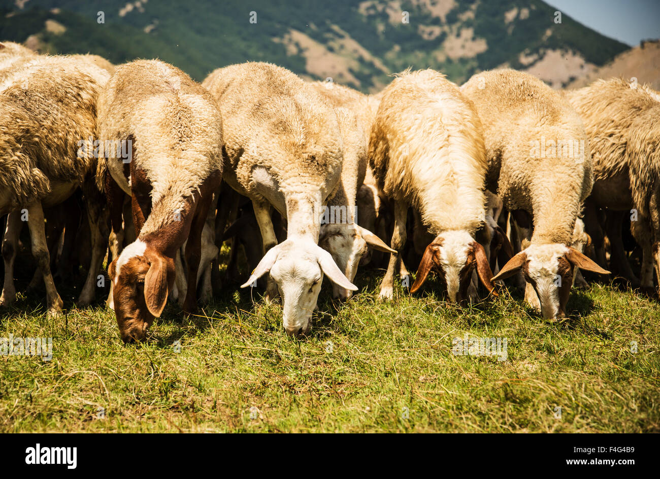 farm sheep lambs Stock Photo - Alamy
