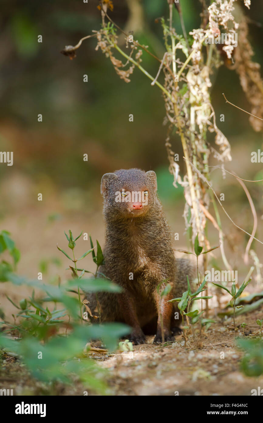 India gray mongoose specie Herpestes edwardsii Stock Photo - Alamy