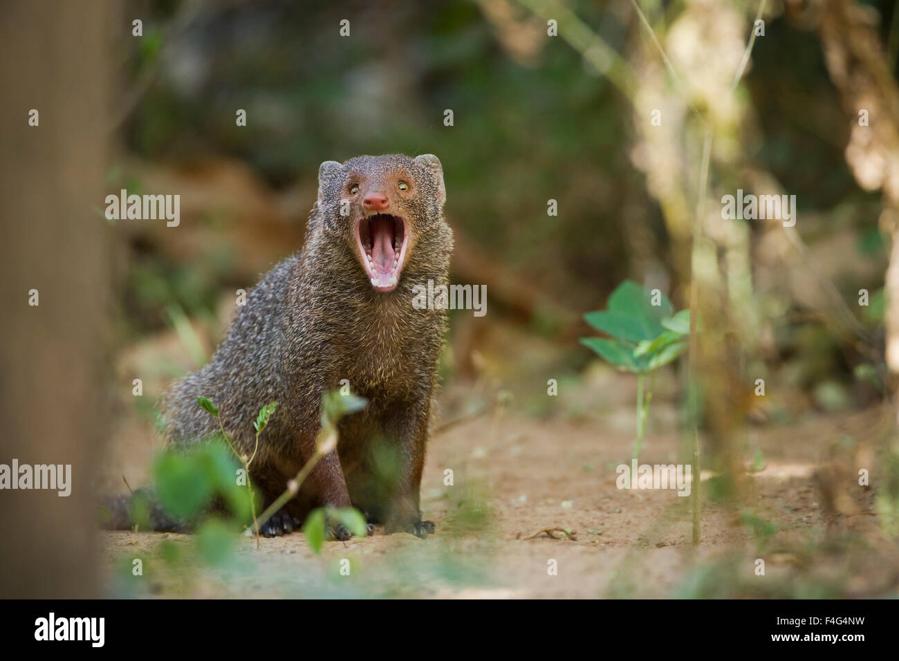 India gray mongoose specie Herpestes edwardsii Stock Photo - Alamy