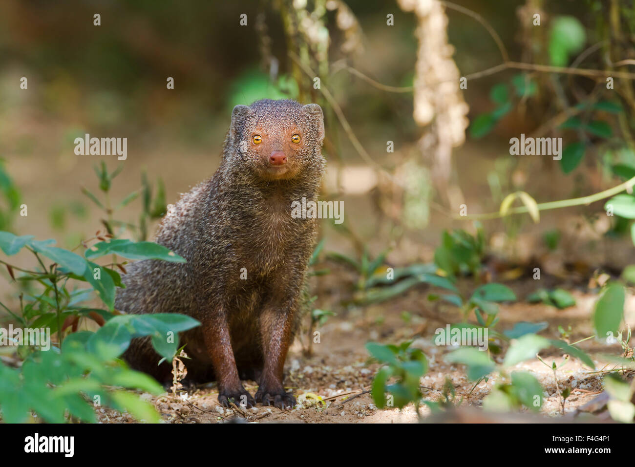 India gray mongoose specie Herpestes edwardsii Stock Photo - Alamy