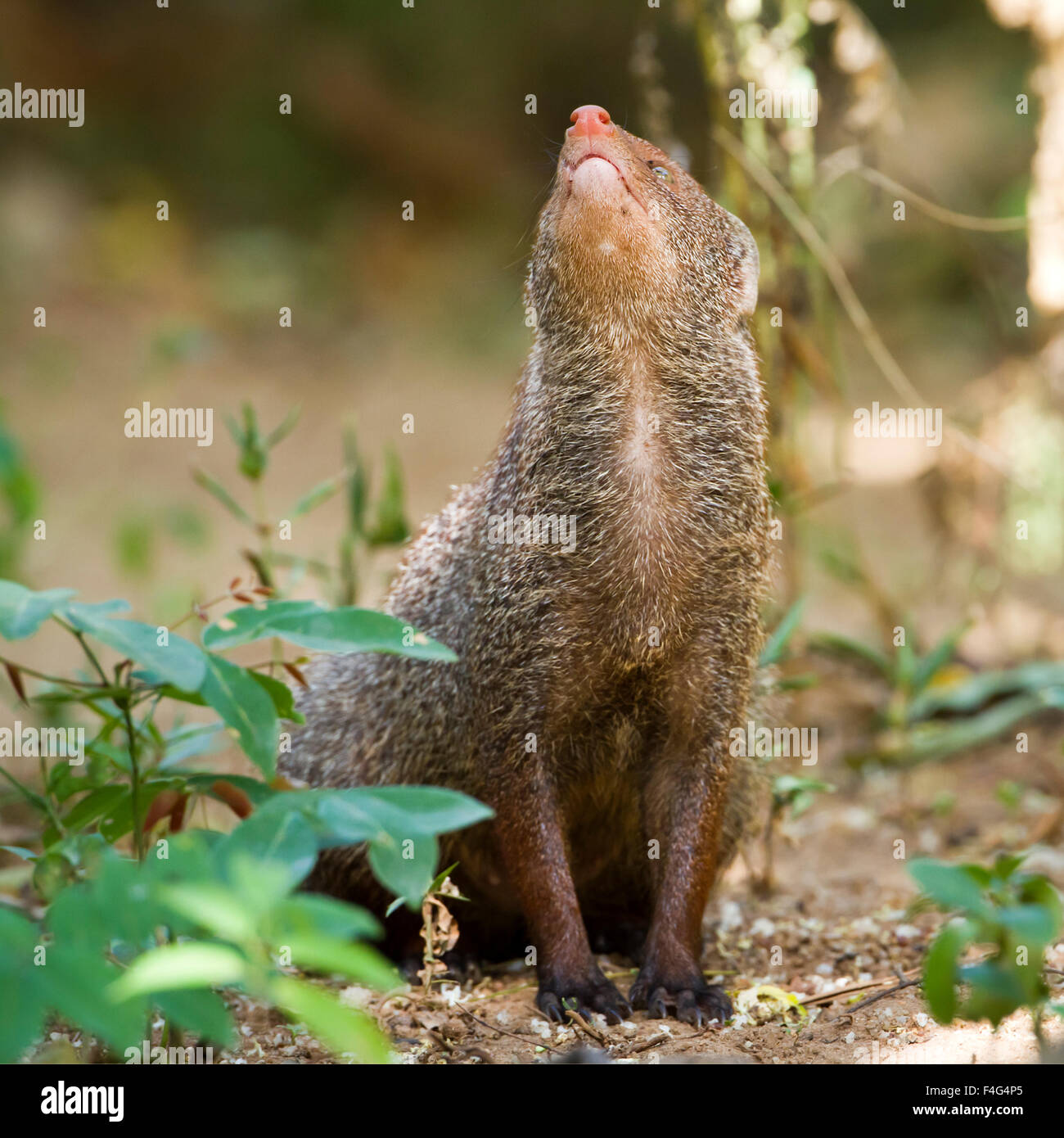 India gray mongoose specie Herpestes edwardsii Stock Photo - Alamy