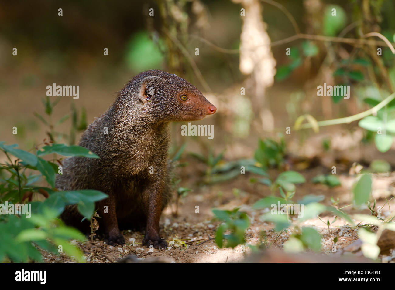 India gray mongoose specie Herpestes edwardsii Stock Photo - Alamy