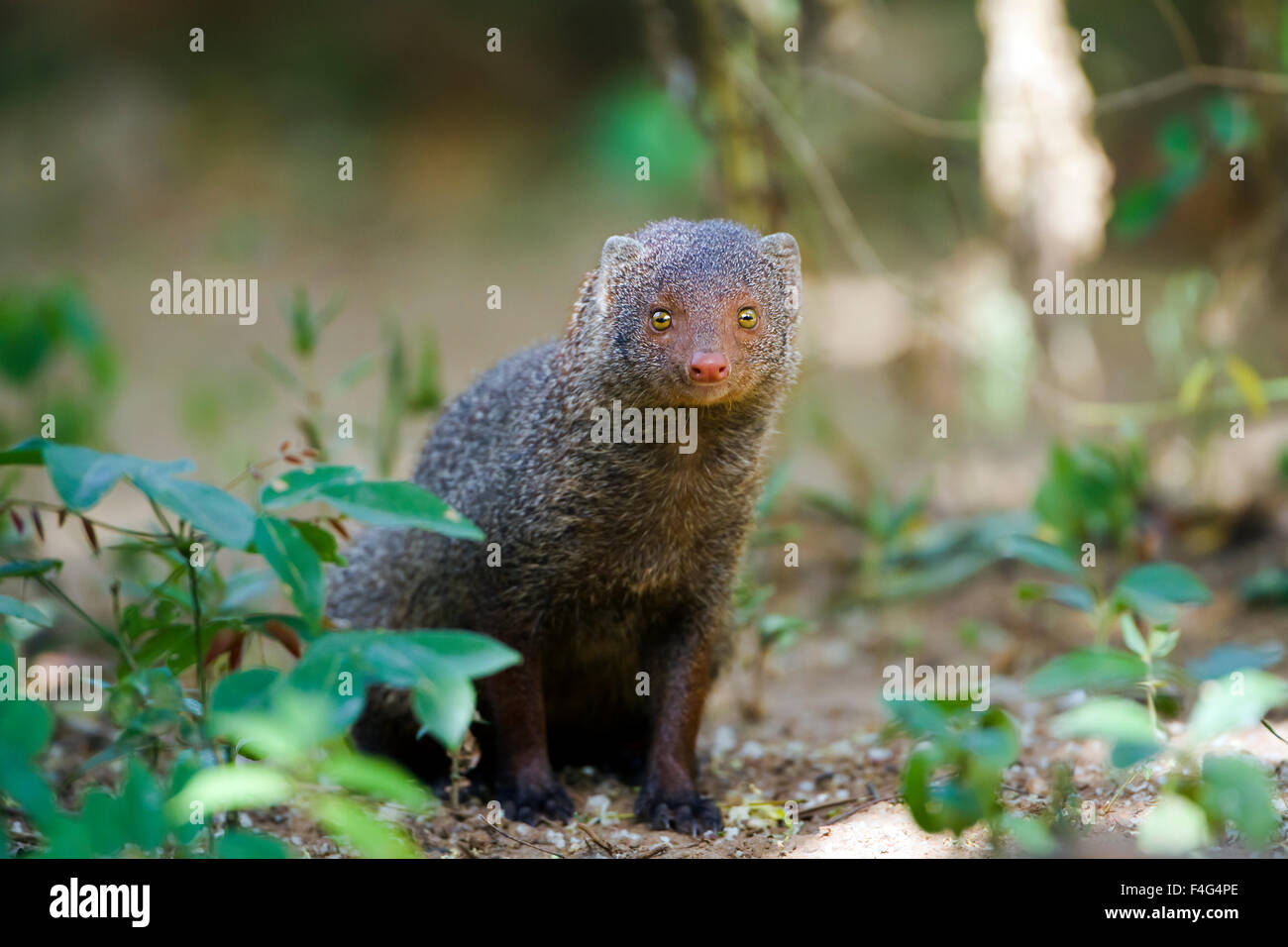 India gray mongoose specie Herpestes edwardsii Stock Photo - Alamy