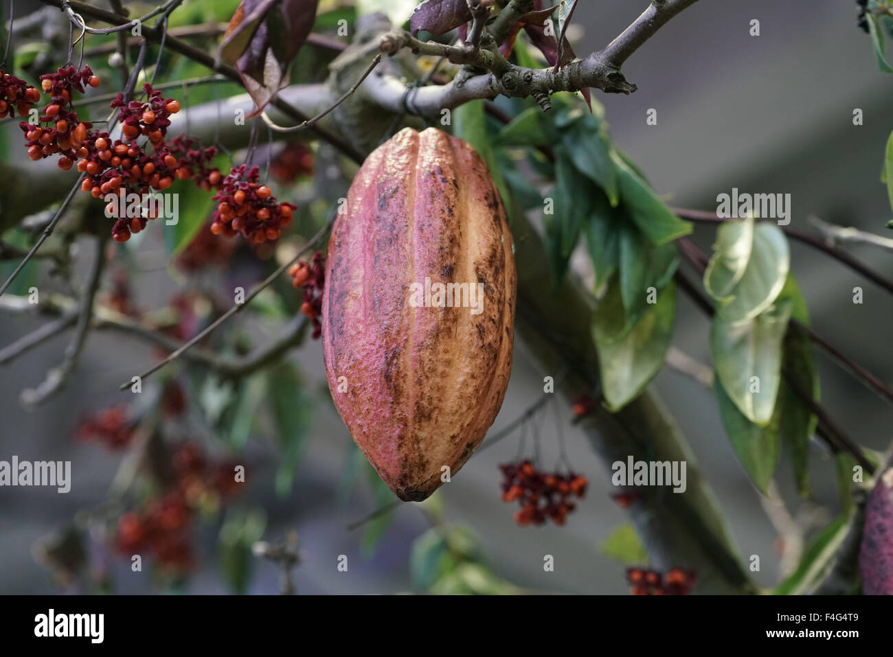 London,UK 17th Oct 2015 : Hundreds of Chocolate fans attends the The ...