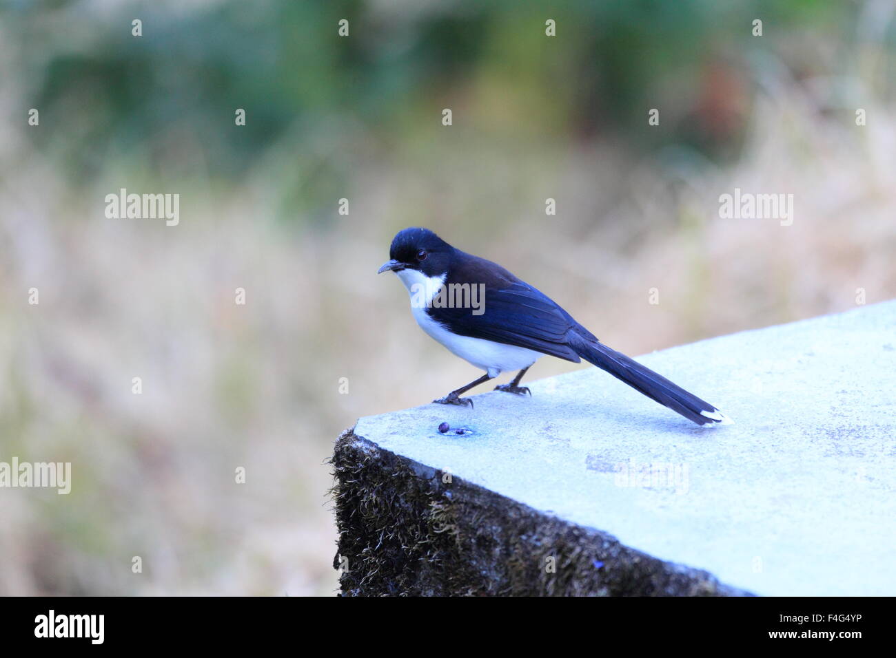 Dark-backed Sibia (Heterophasia melanoleuca Stock Photo - Alamy