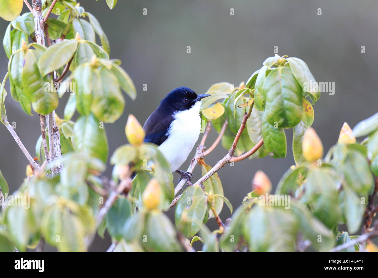 Dark-backed Sibia (Heterophasia melanoleuca Stock Photo - Alamy