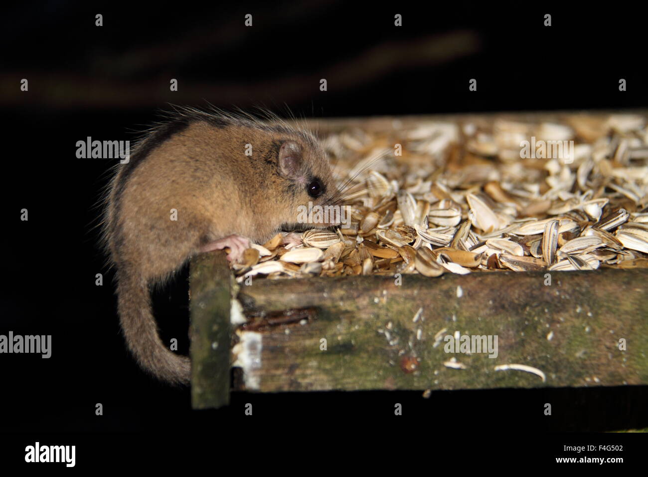 Japanese dormouse hi-res stock photography and images - Alamy