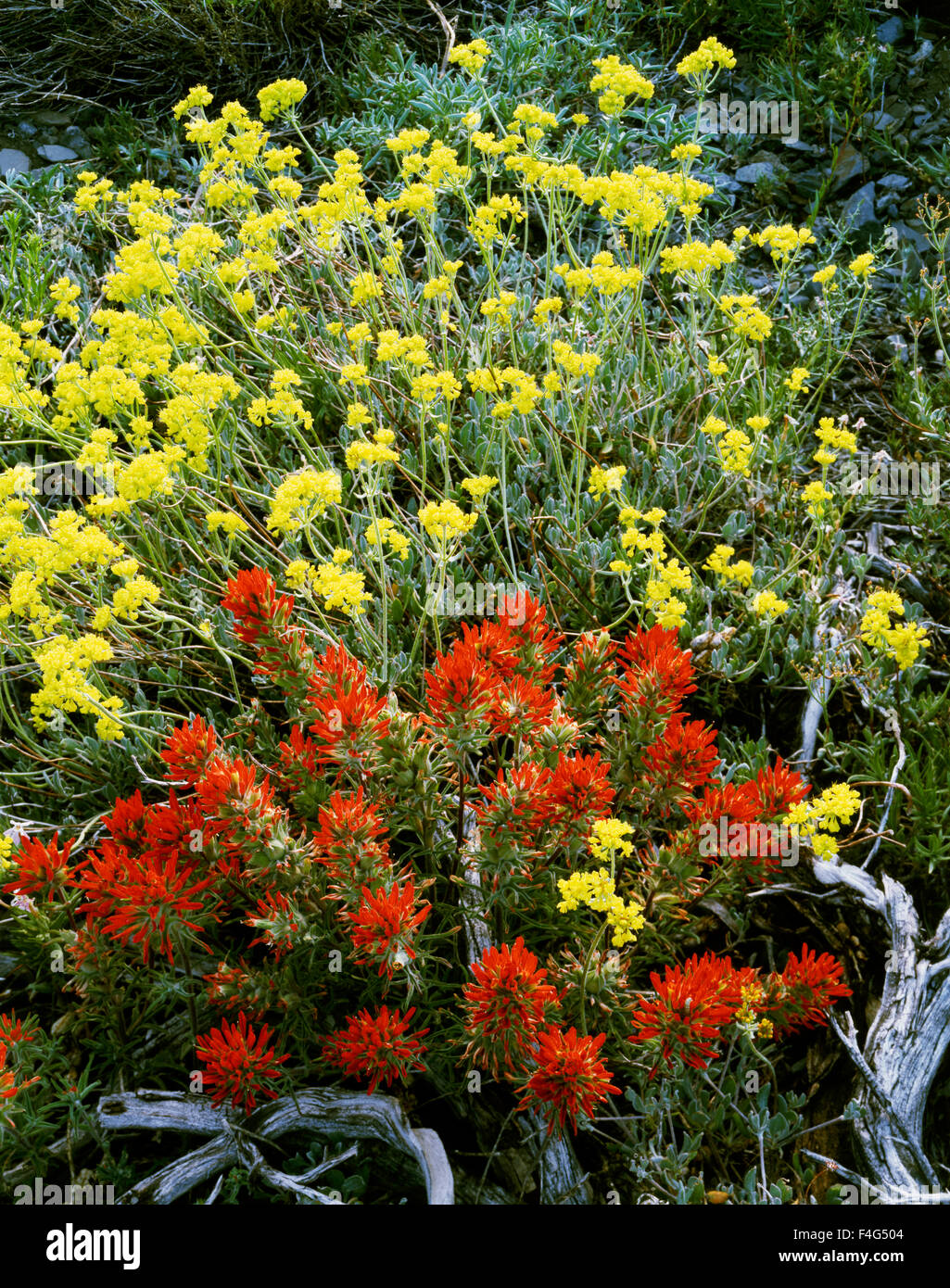 California, Sierra Nevada Mountains, Indian Paintbrush (Castilleja) and ...