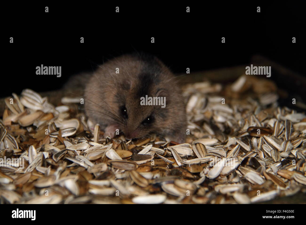 Japanese dormouse hi-res stock photography and images - Alamy