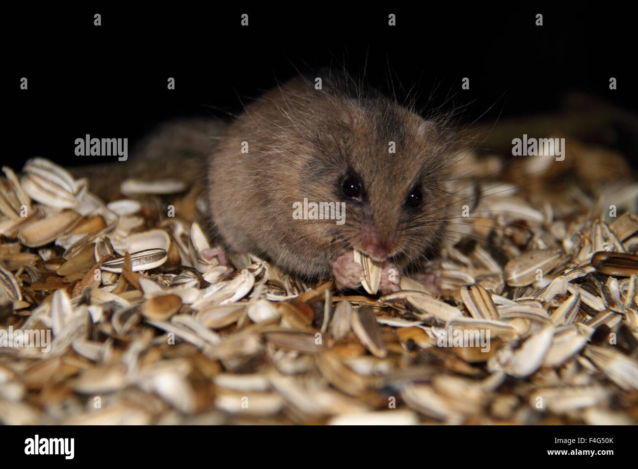 Forest dormouse hi-res stock photography and images - Alamy