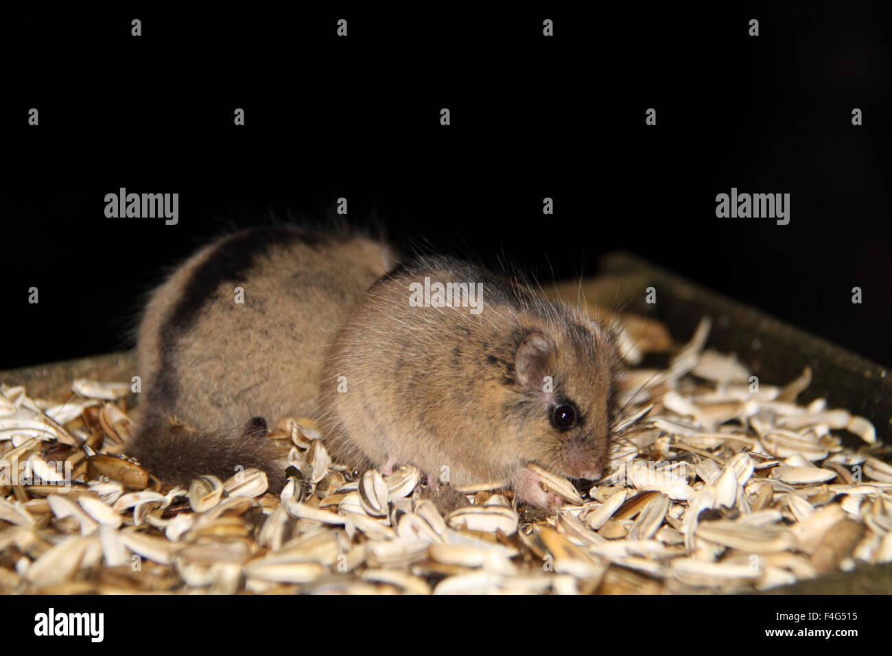 Japanese dormouse (Glirulus japonicus) in Japan Stock Photo - Alamy