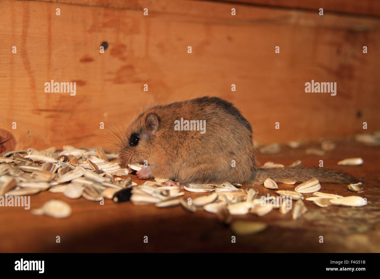 Japanese dormouse hi-res stock photography and images - Alamy