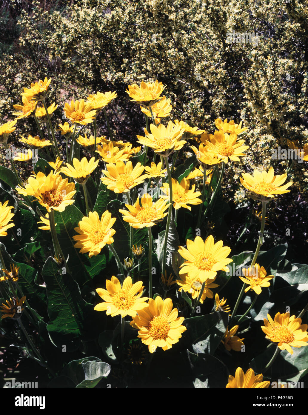 California, Sierra Nevada Mountains, Arrowleaf Balsamroot wildflowers ...