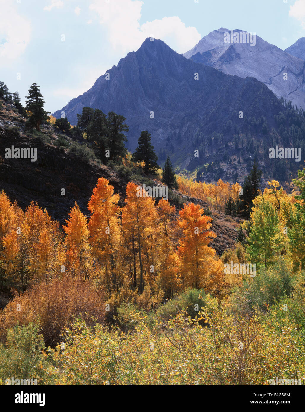 California, Sierra Nevada Mountains, Autumn colors of aspen trees ...