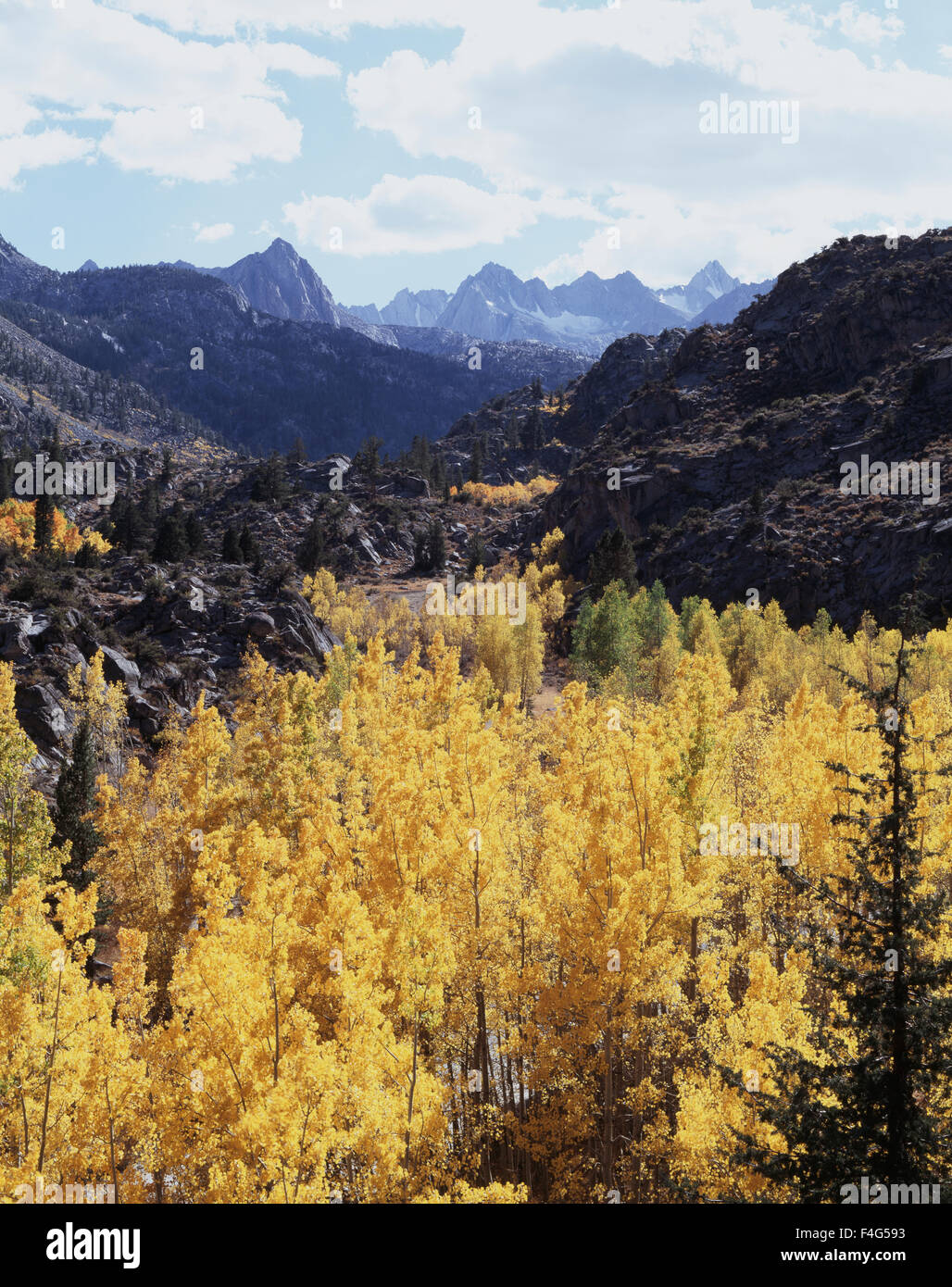California, Sierra Nevada Mountains, Autumn colors of aspen trees ...