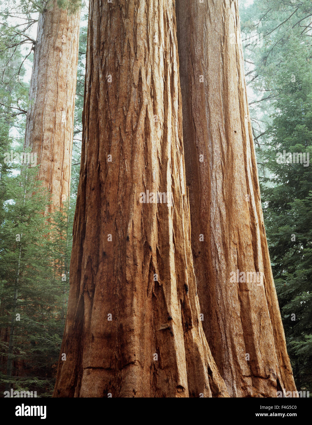California, Sequoia National Forest, Giant Sequoia Redwood trees ...