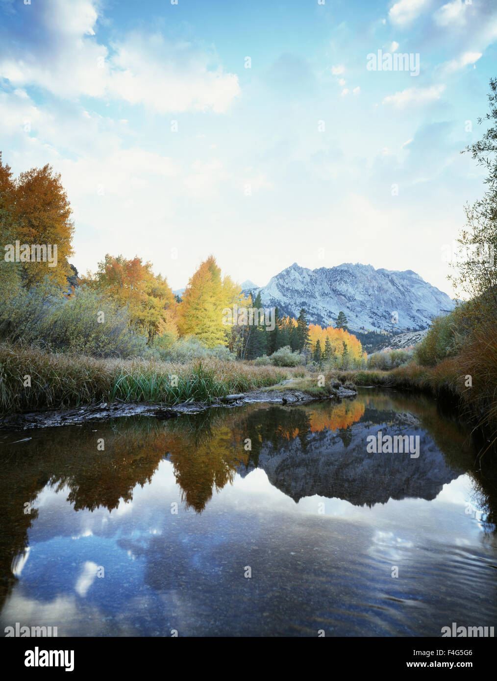 California, Sierra Nevada Mountains, Autumn colors of aspen trees ...