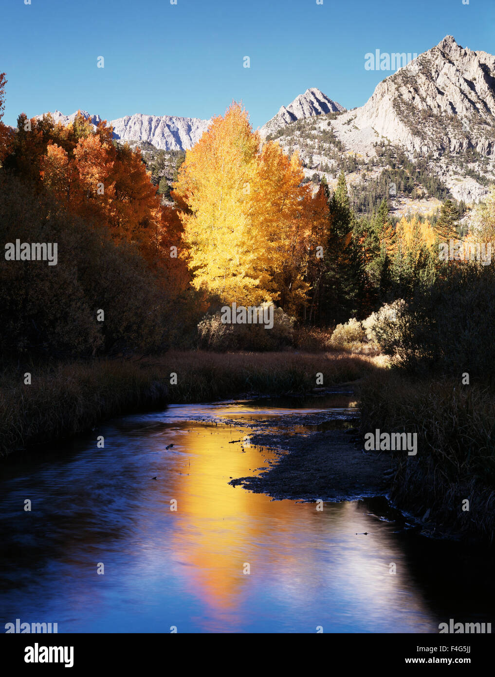 California, Sierra Nevada Mountains, Autumn colors of aspen trees ...