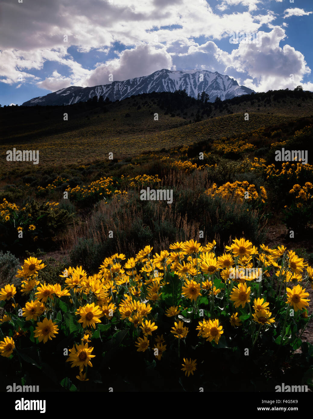 California, Sierra Nevada Mountains, Arrowleaf Balsamroot wildflowers ...