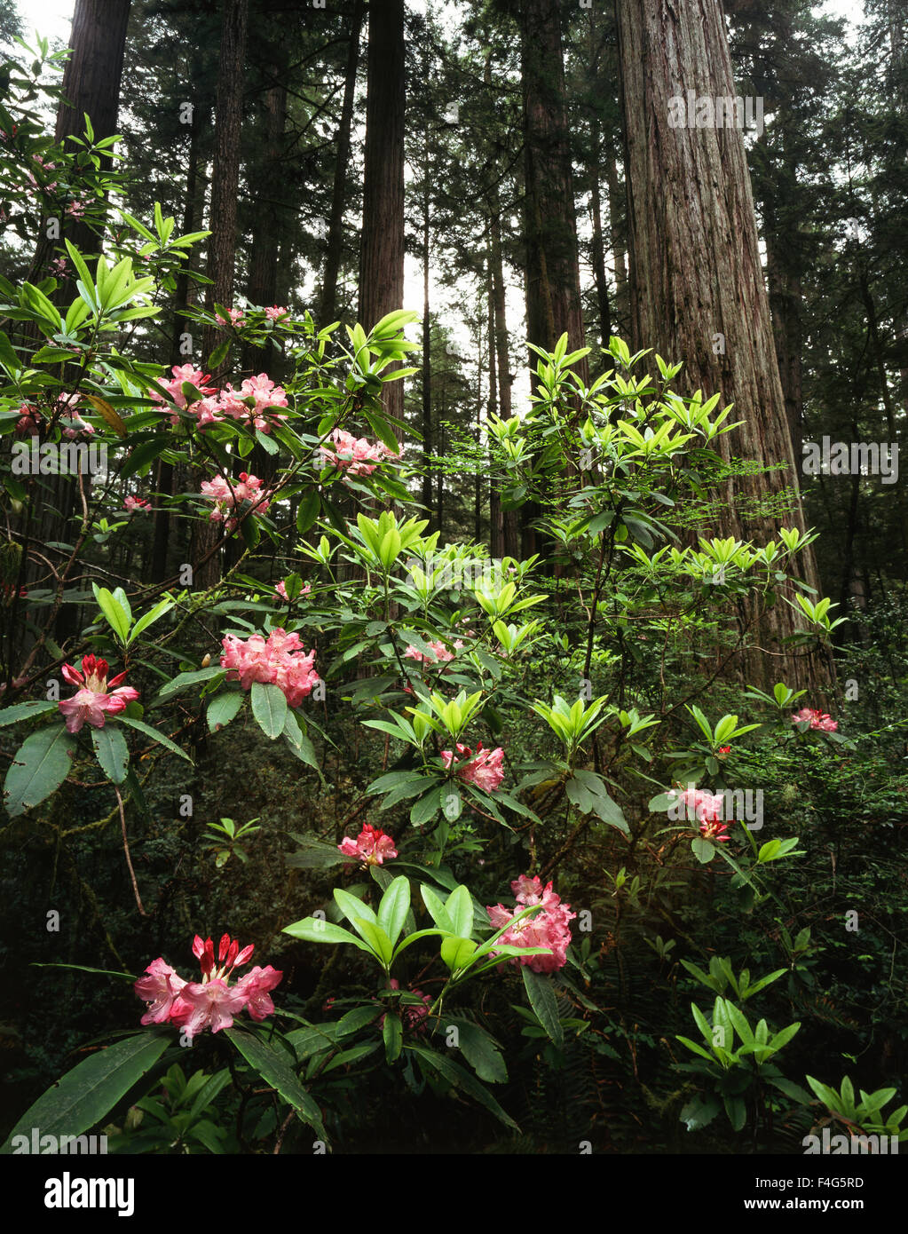 California, Del Norte Coast Redwoods State Park, Redwood National Park ...