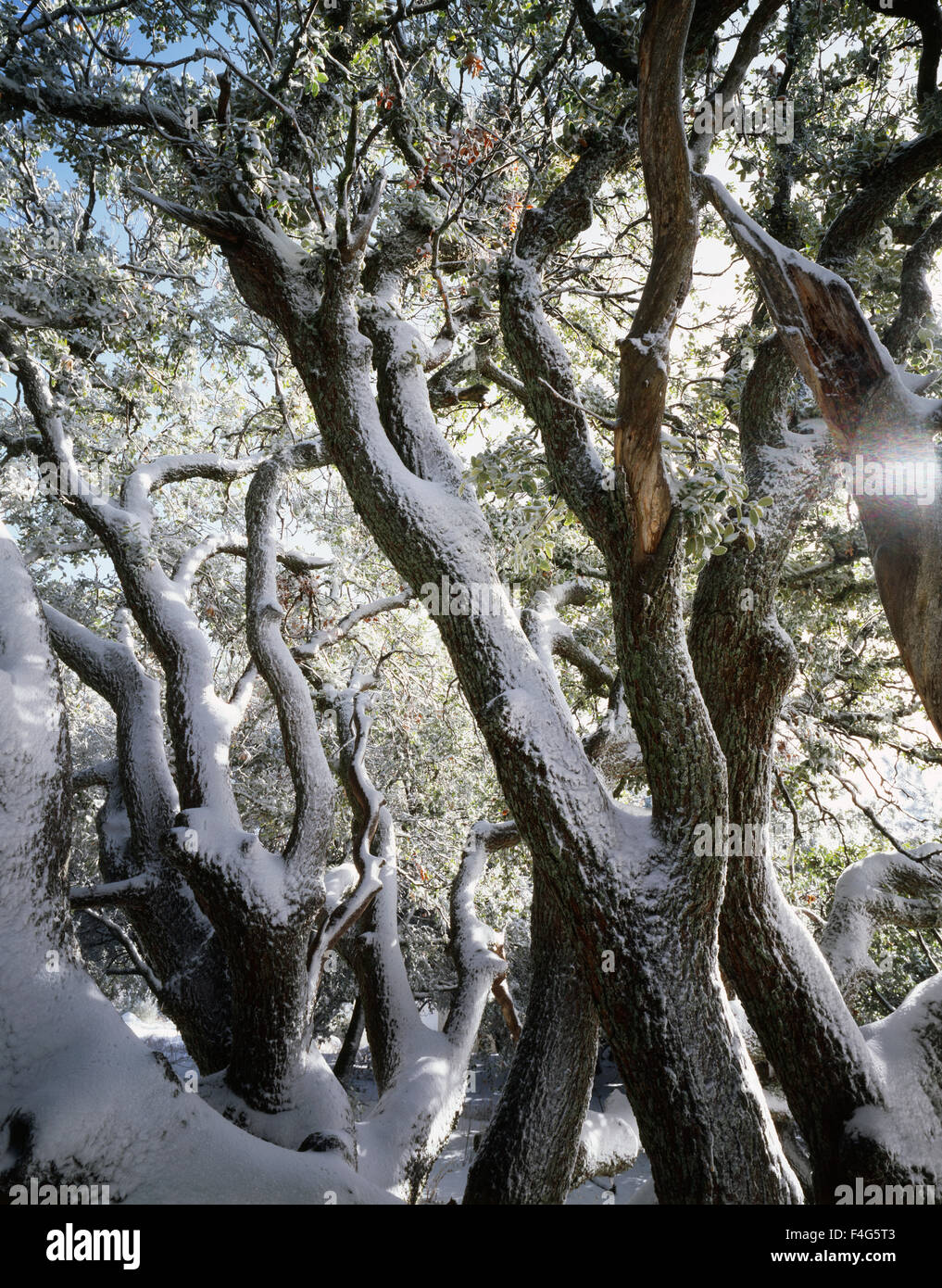 California, Cleveland National Forest, snow-covered Live Oak Trees ...