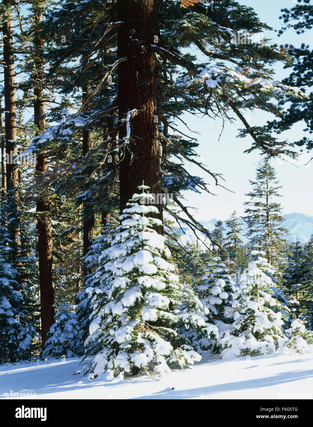 California, Sierra Nevada Mountains, Inyo National Forest, snow-covered ...