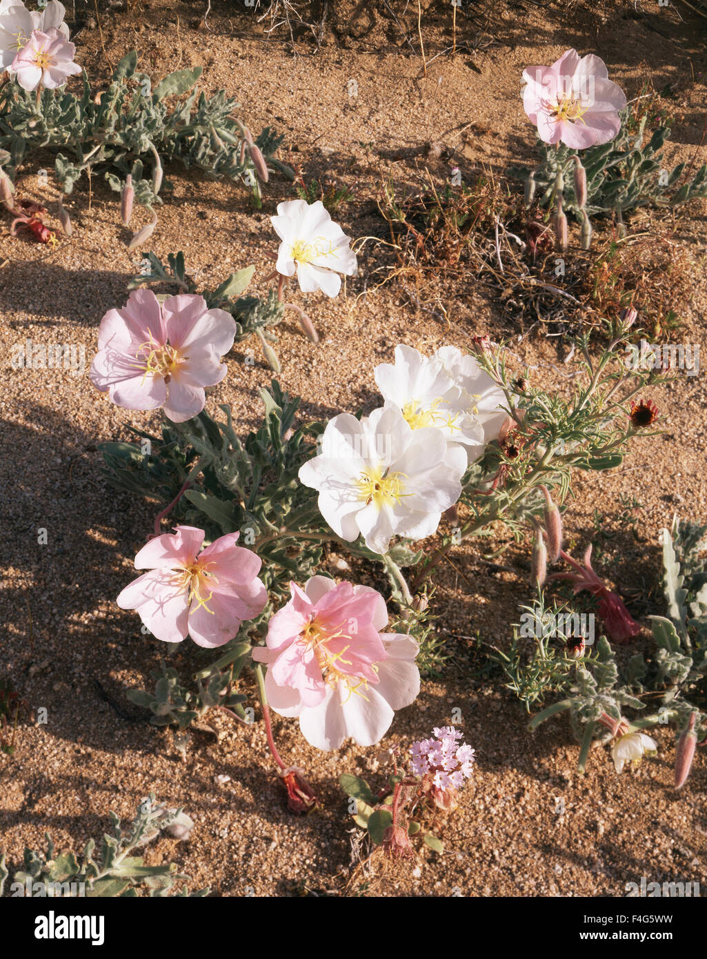 California, Mojave Desert, Evening Primrose (Oenothera) wildflowers in ...