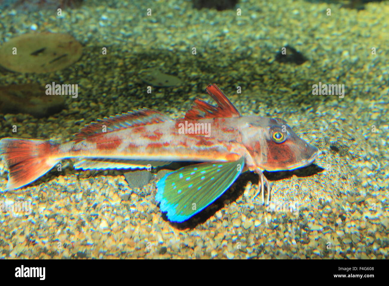 Red Gurnard (Chelidonichthys spinosus) in Japan Stock Photo - Alamy