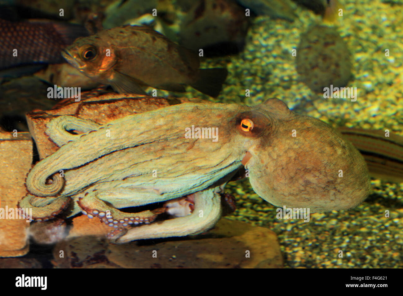 Common octopus (Octopus vulgaris) in Japan Stock Photo - Alamy