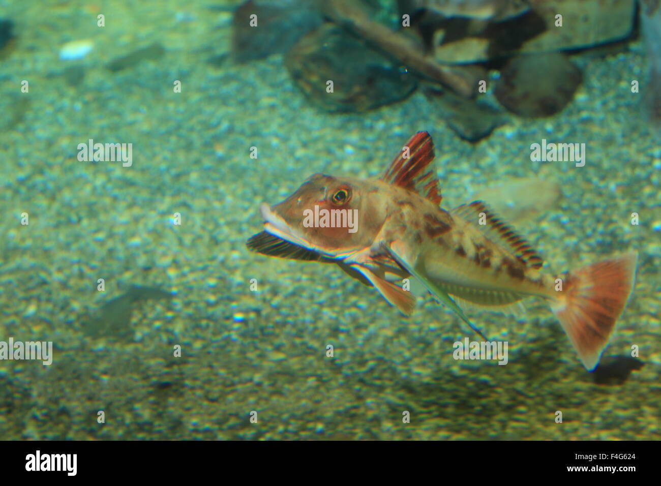 Red gurnard fish chelidonichthys spinosus hi-res stock photography and ...