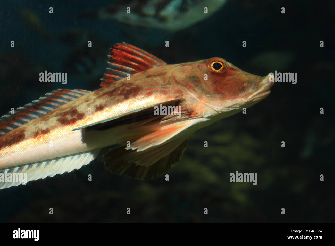 Red gurnard fish chelidonichthys spinosus hi-res stock photography and ...