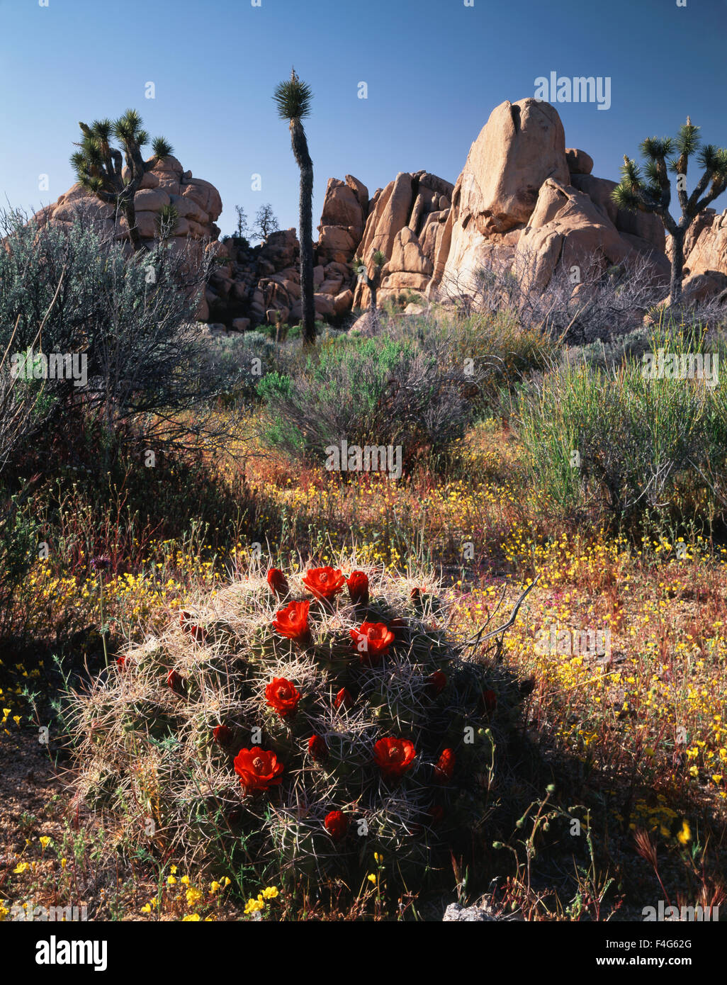 California, Joshua Tree National Park, Claret Cup Cactus wildflowers ...