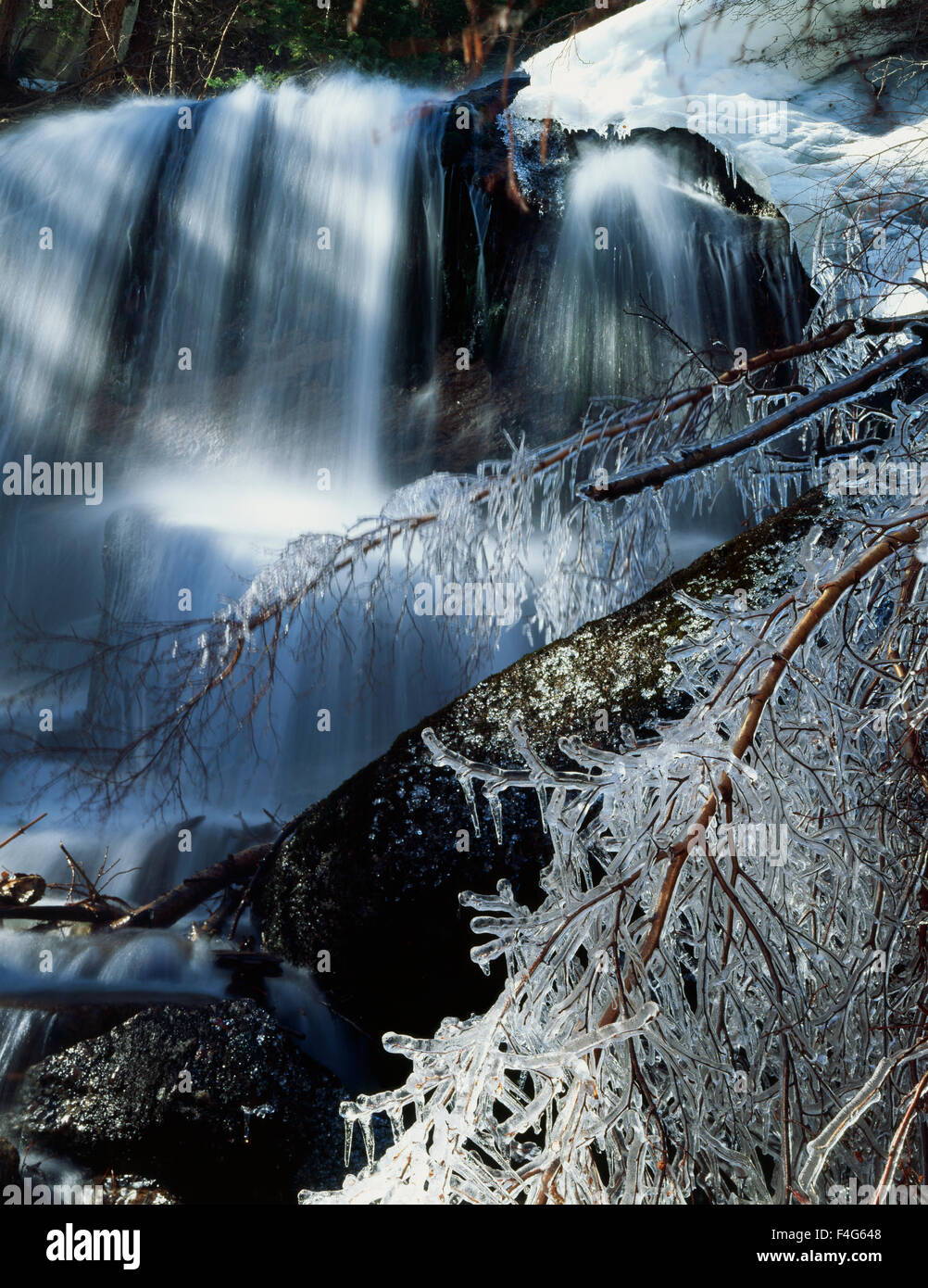 California, Sierra Nevada Mountains, Icicles above a freezing creek in ...