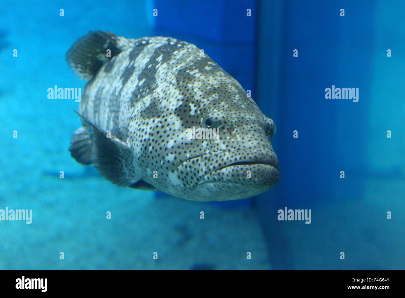 Malabar grouper (Epinephelus malabaricus) in Japan Stock Photo - Alamy