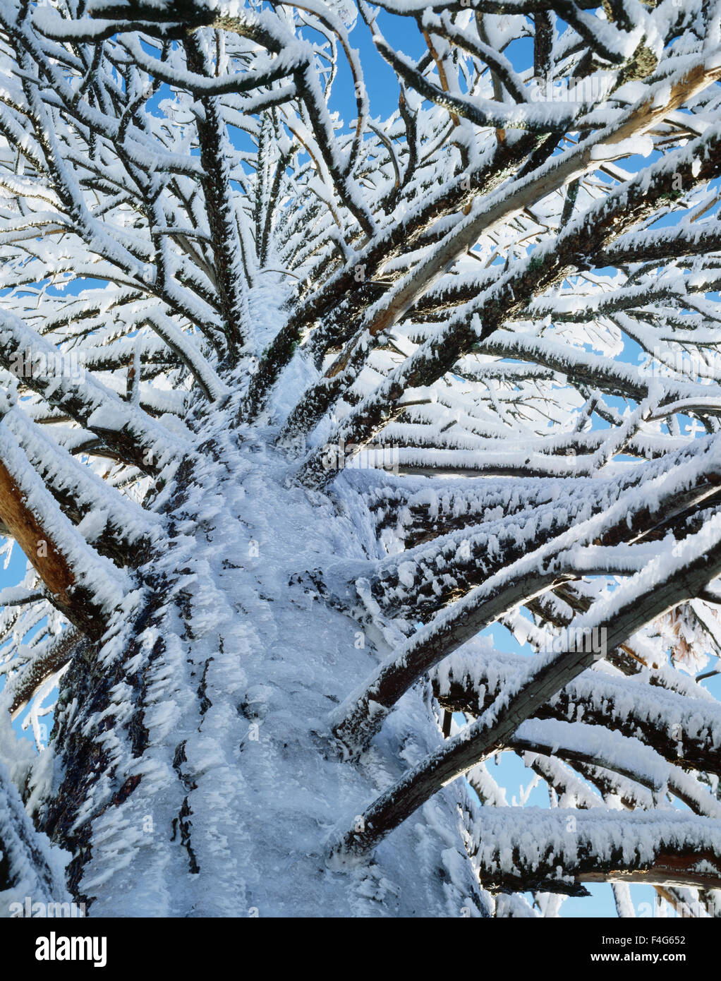 California, Cleveland National Forest, Laguna Mountains, A snow-covered ...