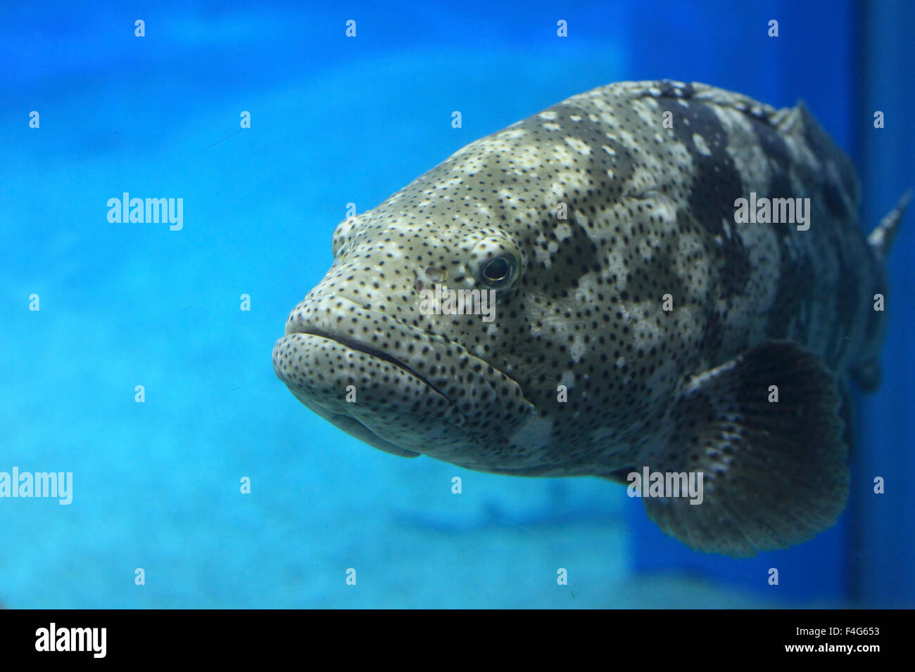 Malabar grouper (Epinephelus malabaricus) in Japan Stock Photo - Alamy