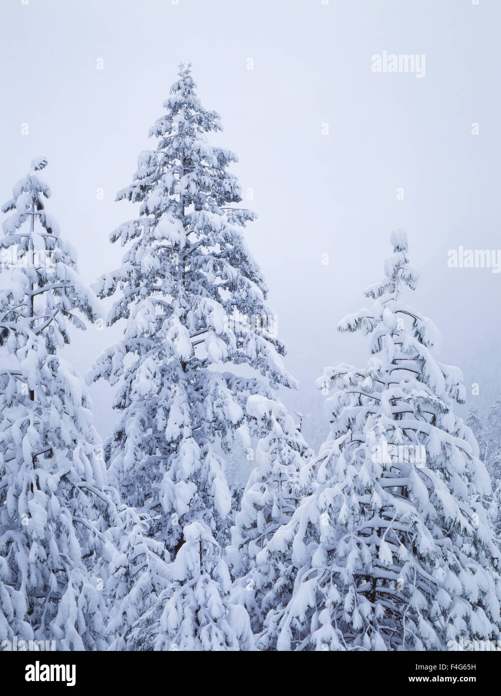California, Sierra Nevada Mountains, Yosemite National Park, snow ...